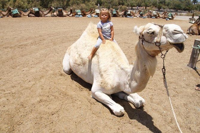 Camel Riding in Maspalomas Dunes - Who It’s Best For
