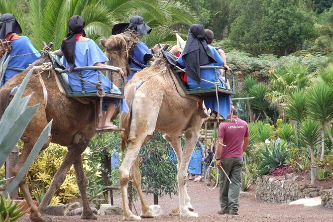 Camel Riding Tour at El Tanque, Tenerife - Key Points  