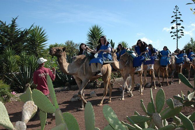 Camel Riding Tour at El Tanque, Tenerife - Practical Details & Tips