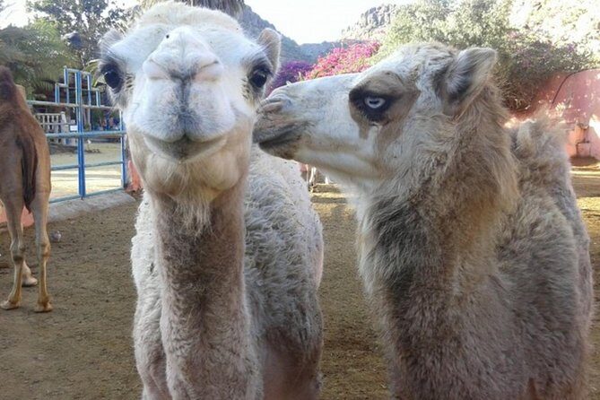 Camel Safari through the Dunes of Maspalomas - Authentic Experience or Just a Tourist Checkmark?