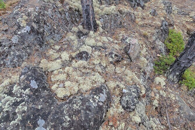Cameron Falls Tour Custom Waterfall Hiking - Who Should Consider This Tour?