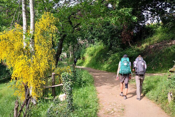Camino de Santiago French from Sarria to Santiago de Compostela - Comprehensive Review of the Camino de Santiago French from Sarria to Santiago de Compostela