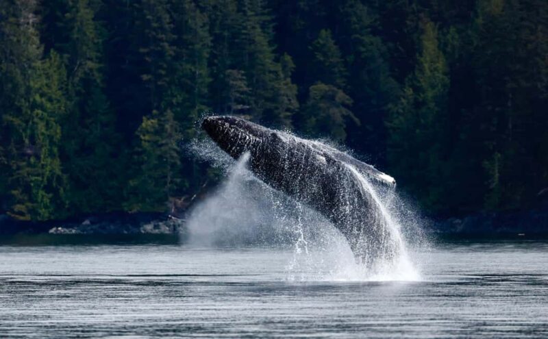 Campbell River: 4 Hour Whale & Wildlife Zodiac Boat Tour - Setting the Scene: What to Expect on This Zodiac Adventure