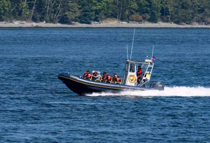 Campbell River: 4 Hour Whale & Wildlife Zodiac Boat Tour - Who Will Love This Experience?