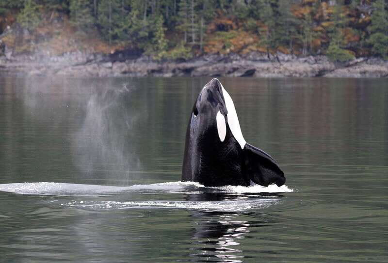 Campbell River: 6 Hour Covered Whale Watching Tour w/ Lunch - Authentic Experiences from Travelers