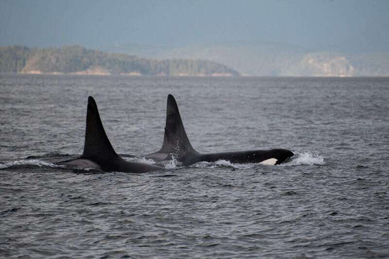 Campbell River: 6-Hour Whale Watching Boat Tour - Key Points