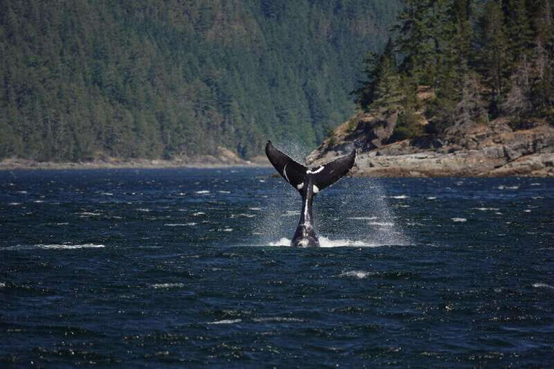 Campbell River: 6-Hour Whale Watching Boat Tour - An Accessible and Authentic Marine Adventure