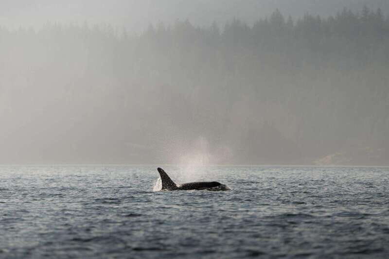 Campbell River: 6-Hour Whale Watching Boat Tour - The Value of the Experience