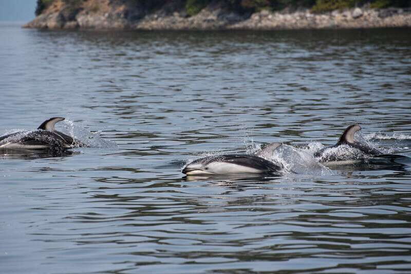 Campbell River: 6-Hour Whale Watching Boat Tour - FAQ