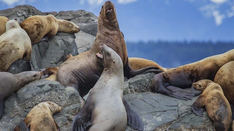 Campbell River: 7-Hour Big Animal Encounter Boat Tour - Key Points