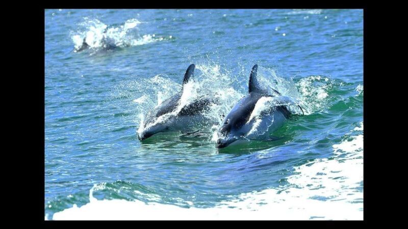 Campbell River: 7-Hour Big Animal Encounter Boat Tour - An In-Depth Look at the 7-Hour Big Animal Encounter Tour