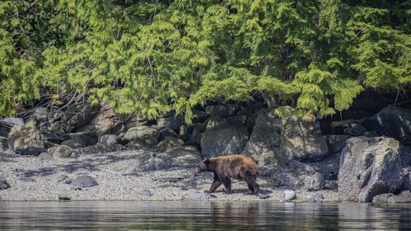 Campbell River: 7-Hour Big Animal Encounter Boat Tour - Final Thoughts