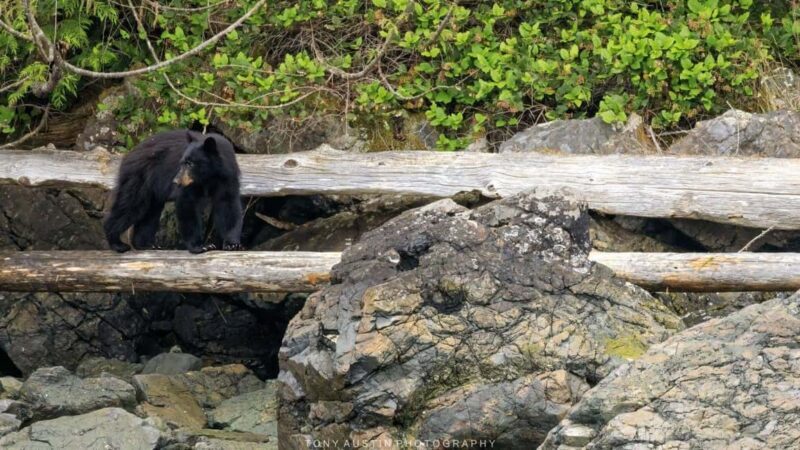 Campbell River: 7-Hour Big Animal Encounter Boat Tour - FAQ