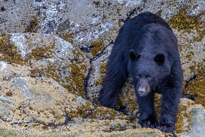 Campbell River, BC: 4 Hour Wildlife Tour Featuring Whale Watching - FAQs