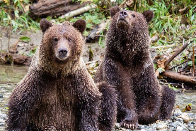 Campbell River, BC: Full Day Grizzly Bear Tour in Toba Inlet - Key Points