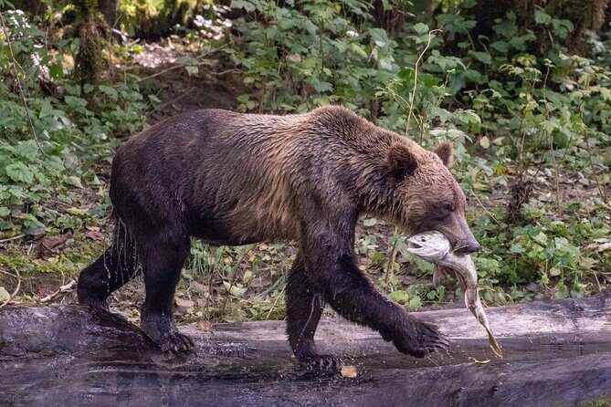 Campbell River, BC: Full Day Grizzly Bear Tour in Toba Inlet - Exploring Desolation Sound