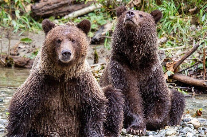 Campbell River, BC: Full Day Grizzly Bear Tour in Toba Inlet - Wildlife and Scenic Highlights on the Return Trip