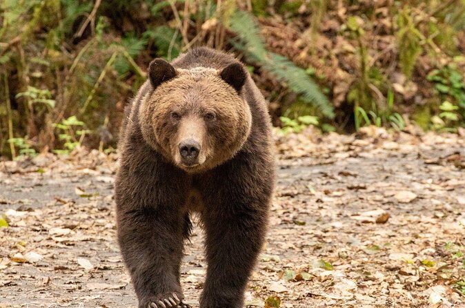 Campbell River, BC: Full Day Grizzly Bear Tour in Toba Inlet - Cultural Connection and Education