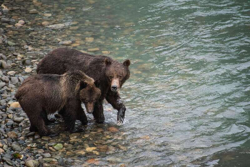 Campbell River: Bute Inlet Grizzly-Watching Tour & Boat Ride - Introduction: An Authentic Wilderness Adventure in British Columbia