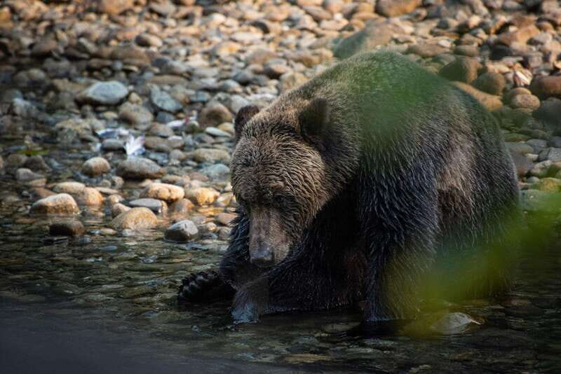 Campbell River: Bute Inlet Grizzly-Watching Tour & Boat Ride - FAQ
