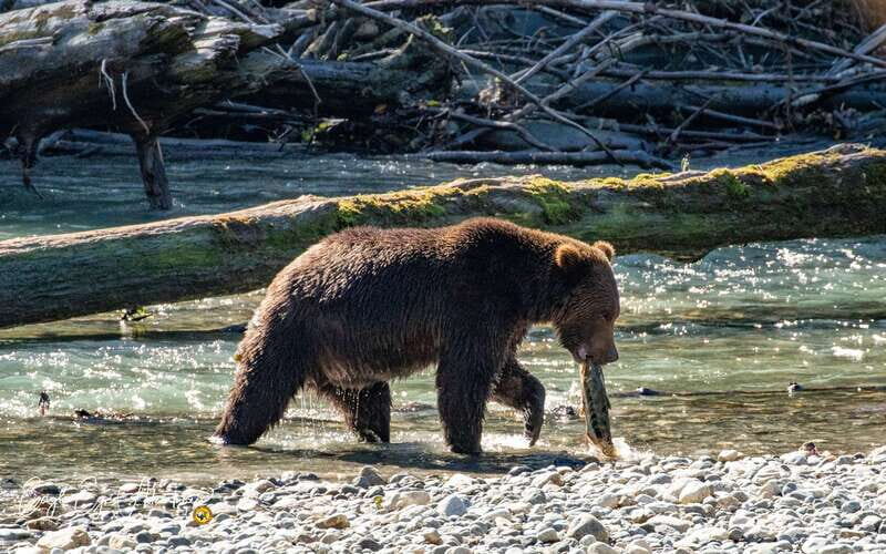 Campbell River: Full-Day Grizzly Bear Tour With Lunch - The Klahoose Guides and First Nation Connection