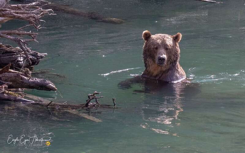Campbell River: Full-Day Grizzly Bear Tour With Lunch - What You’ll See and Experience