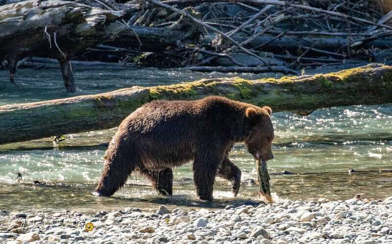 Campbell River: Full-Day Grizzly Bear Tour With Lunch - Food and Comfort During the Day