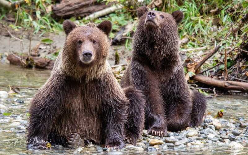 Campbell River: Full-Day Grizzly Bear Tour With Lunch - Authentic and Educational