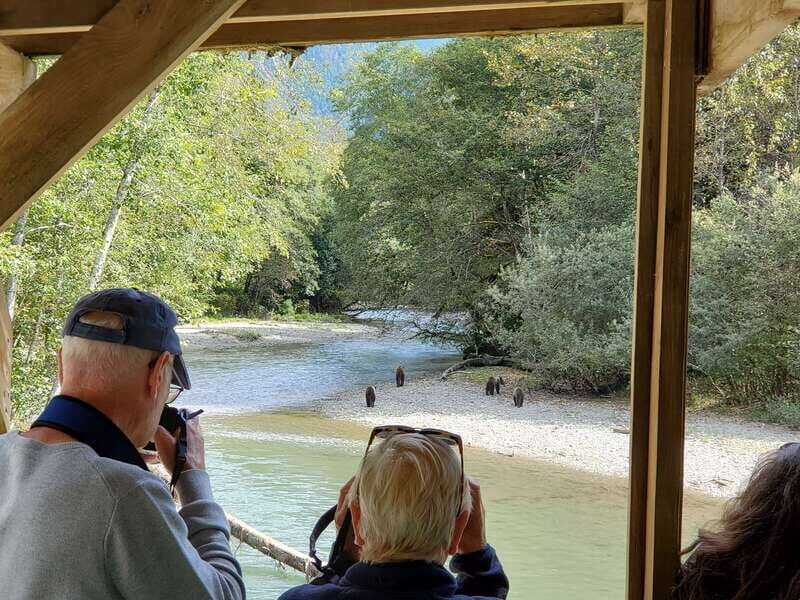 Campbell River: Grizzly Bear-Watching Tour with Lunch - Key Points