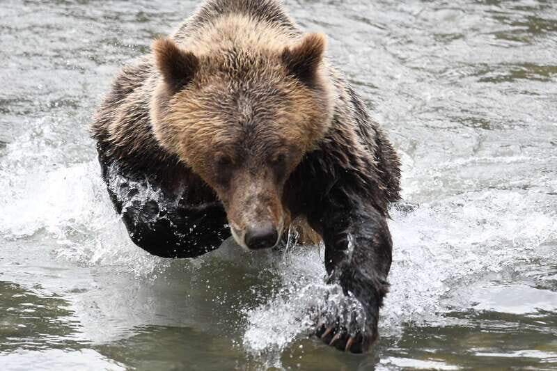 Campbell River: Grizzly Bear-Watching Tour with Lunch - The value of the experience