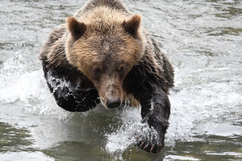Campbell River: Grizzly Bear-Watching Tour with Lunch - FAQ