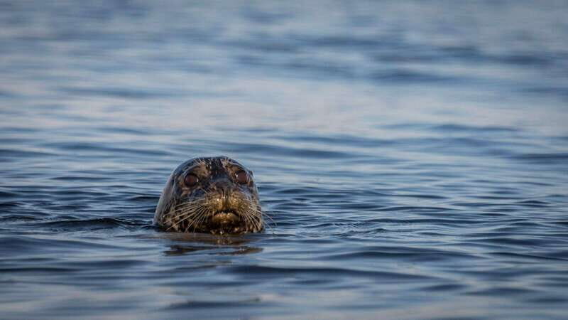 Campbell River: Kayaking and Whale Watching Tour - Key Points