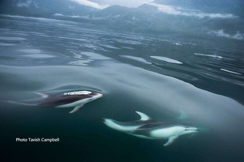 Campbell River: Salish Sea Whale Watching Adventure - Who Is This Tour Best For?