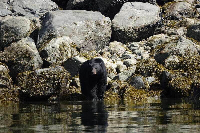 Campbell River: Spring Bear Watching & Waterfalls Boat Tour - Practical Considerations