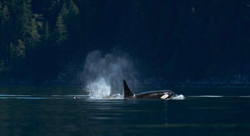 Campbell River: Whale Watching and Wildlife Viewing Day Tour - Who Is This Tour Best For?
