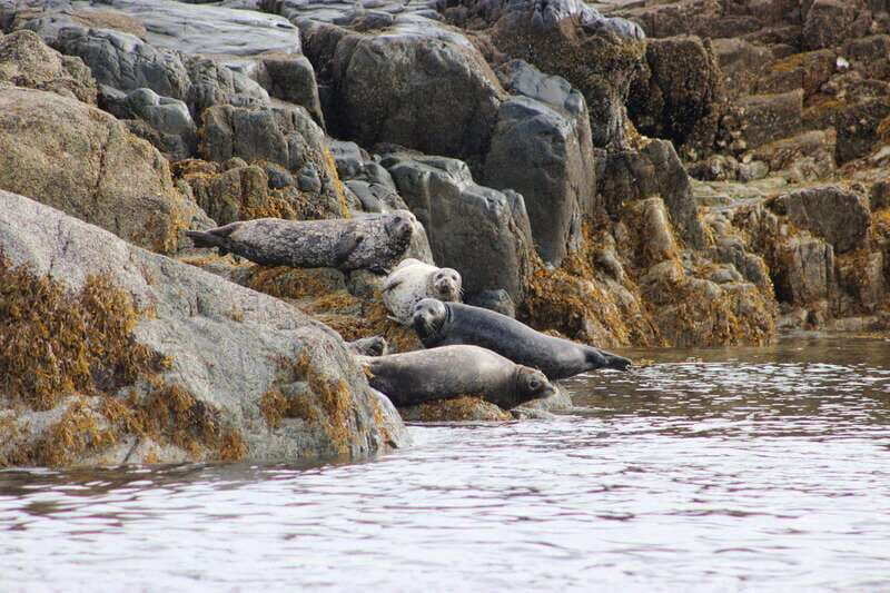 Campbell River: Whale Watching and Wildlife Viewing Day Tour - FAQ