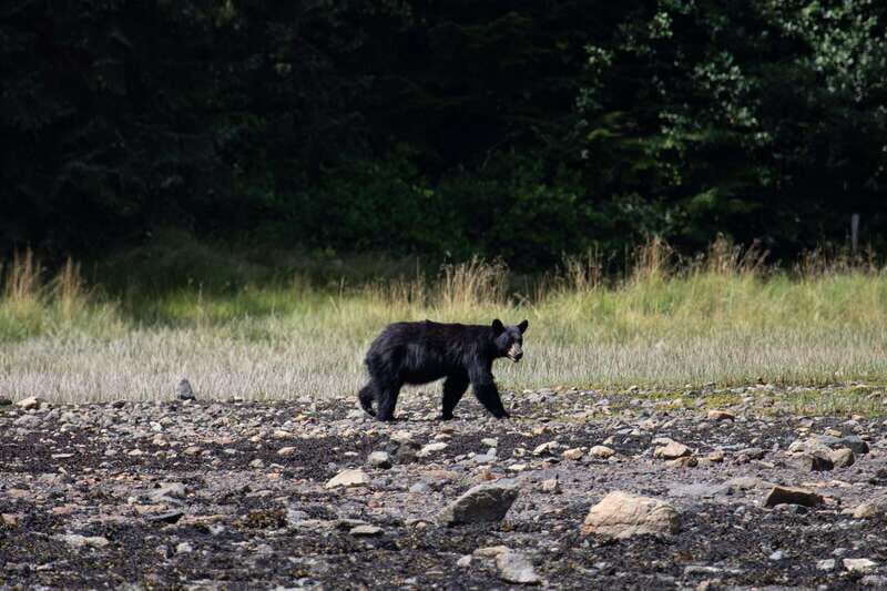 Campbell River: Whale Watching Cruise with Lunch - An In-Depth Look at the Experience