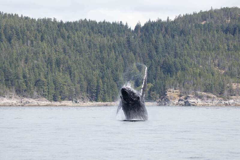 Campbell River: Whale Watching Cruise with Lunch - Who Will Enjoy This Tour?