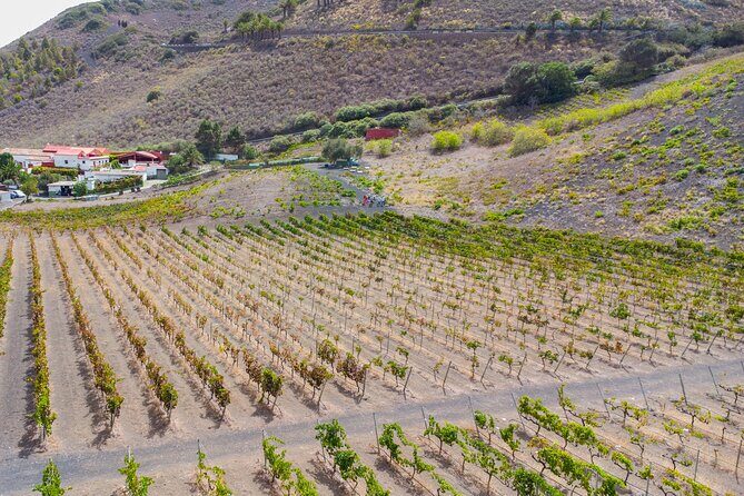 Canarian Wine Experience at Bodega los Lirios - Key Points