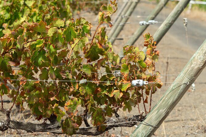 Canarian Wine Experience at Bodega los Lirios - FAQ