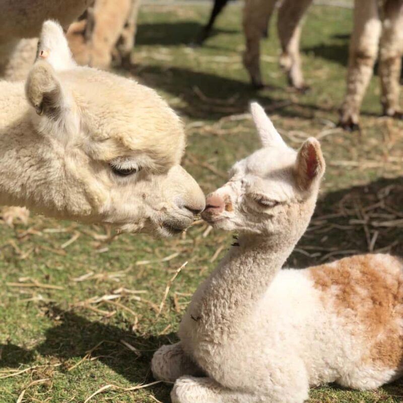 Canberra: Alpaca Adventure Farm Tour (morning tea included) - Key Points