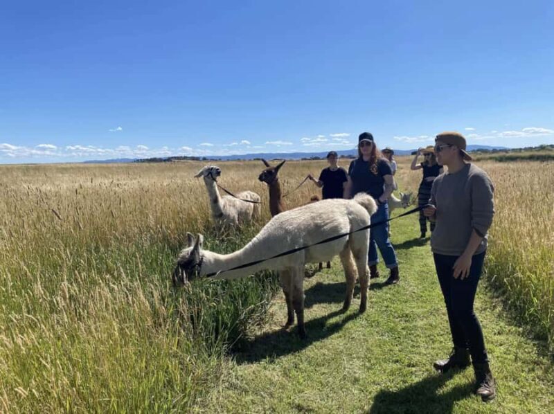 Canberra: Alpaca Adventure Farm Tour (morning tea included) - The Sum Up