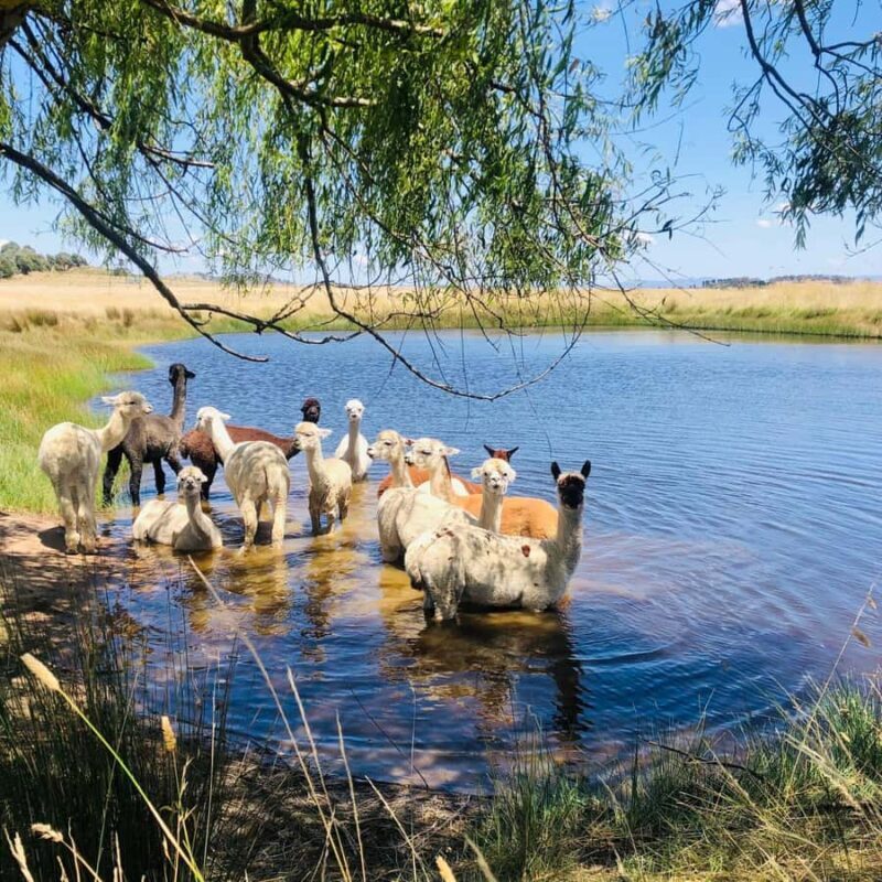 Canberra: Alpaca Adventure Farm Tour (morning tea included) - FAQ