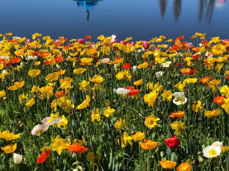 Canberra: Guided Tour of Floriade Festival with Transfers - The Itinerary and What to Expect