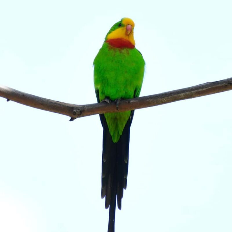 Canberra: Nature Tour with Lunch - Exploring Hidden Natural Gems