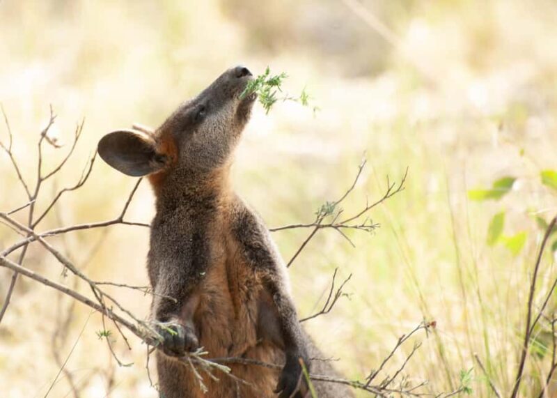 Canberra: Nature Tour with Lunch - Wildlife Encounters & Sightings