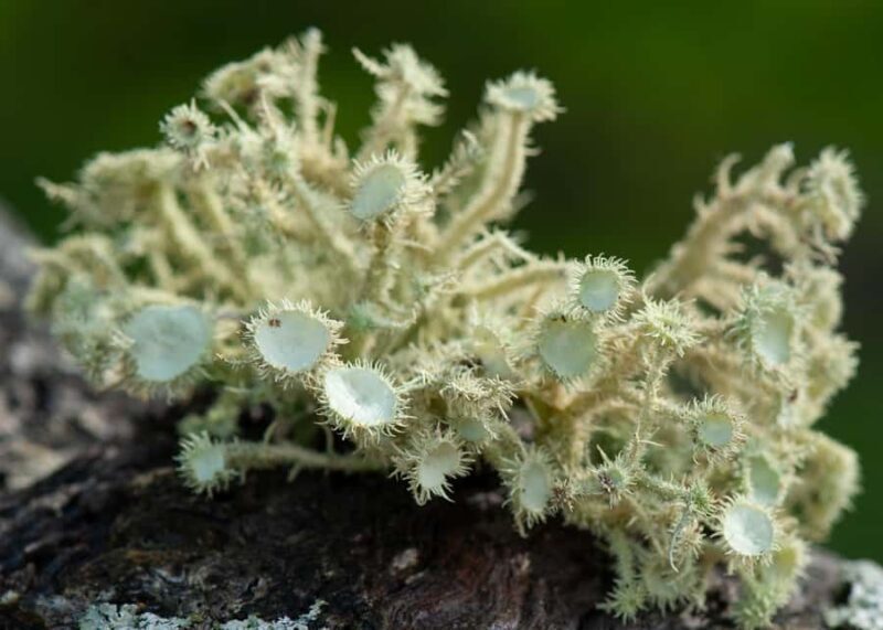 Canberra: Nature Tour with Lunch - The Canberra Deep Space Communication Centre