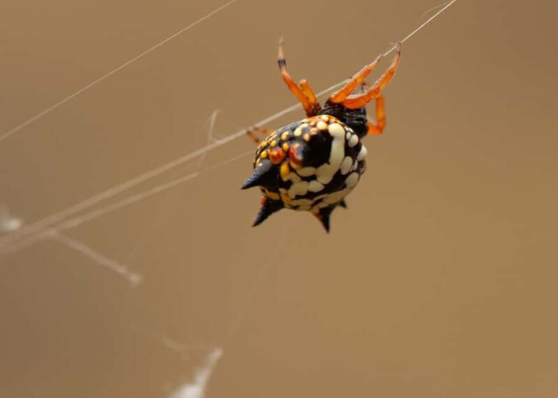 Canberra: Nature Tour with Lunch - Practicalities & Logistics