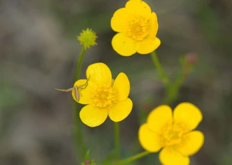 Canberra: Nature Tour with Lunch - Is This Tour Worth It?