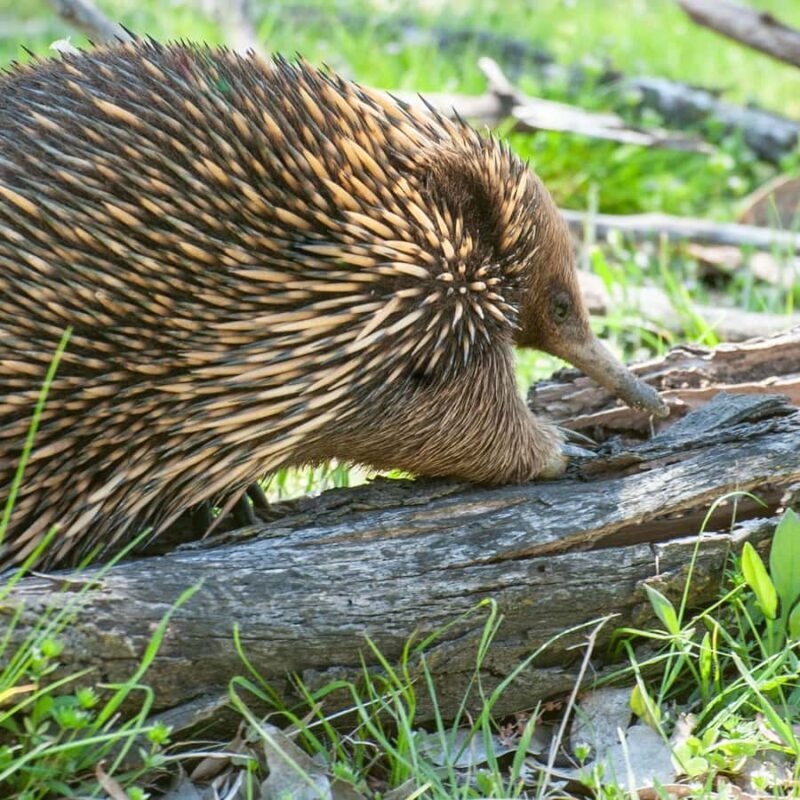Canberra: Nature Tour with Lunch - Final Thoughts